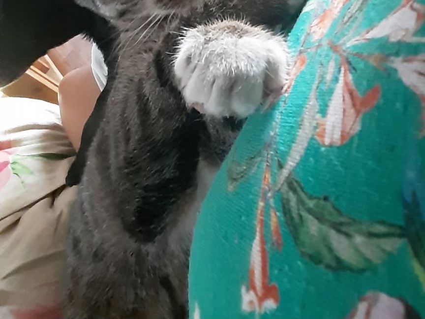 Кот