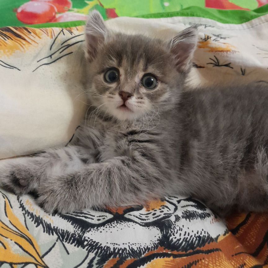 Котенок девочка отдам в хорошие руки