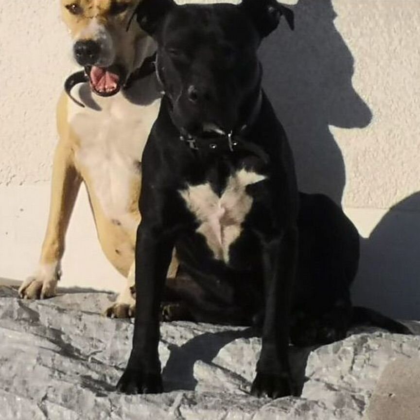 Стафф в добрые руки