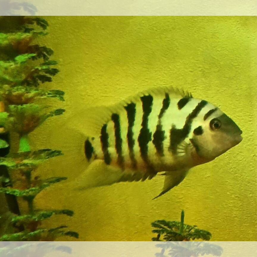 Цихлида зебра