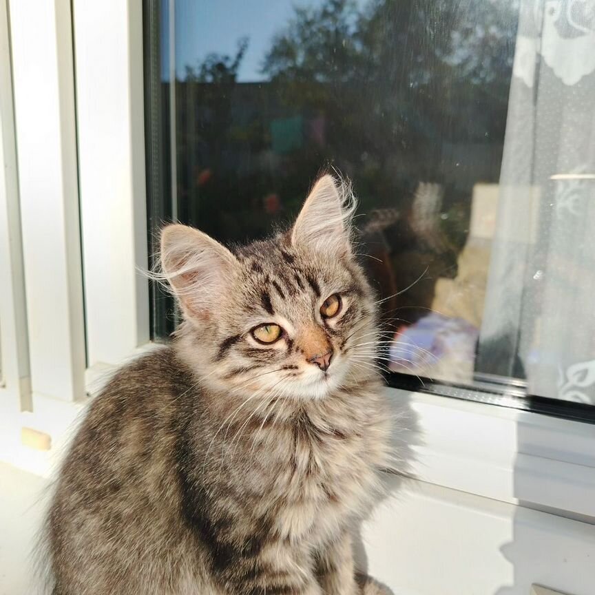 Котенок в добрые руки