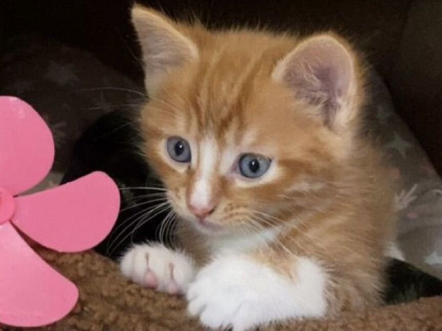 Котенок