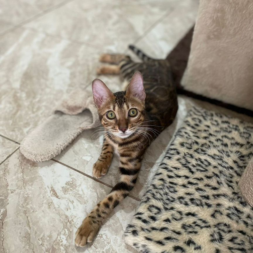 Бенгальская кошка