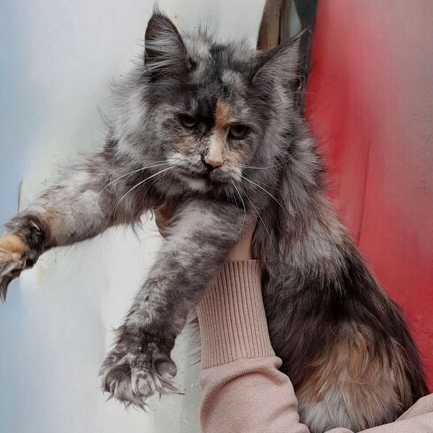 Мейн-кун котёнок