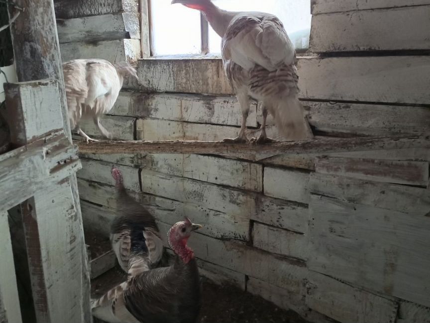 Индюк на племя или на мясо