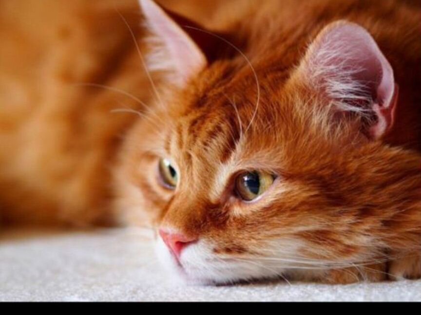 Кошка
