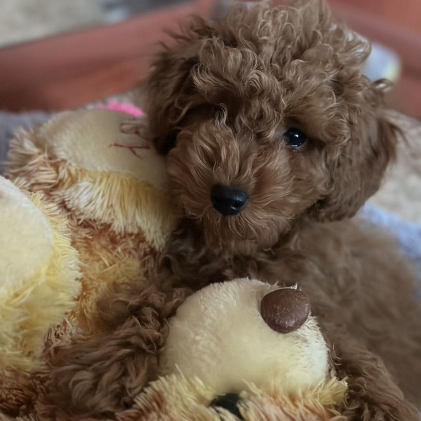 Пудель, щенок