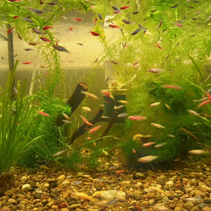 Аквариумные рыбки