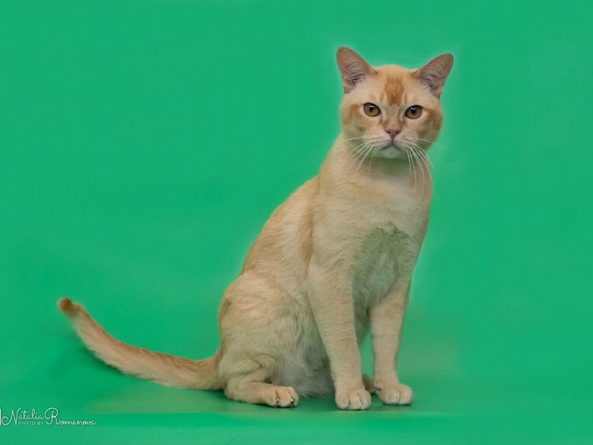 Бурманский кот на вязку