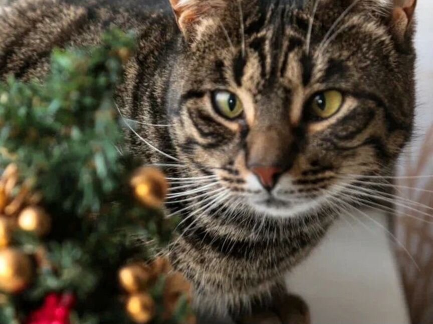 Европейская короткошерстная