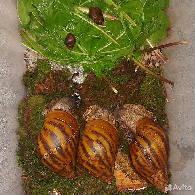 Улитки ахатина тигр стандарт