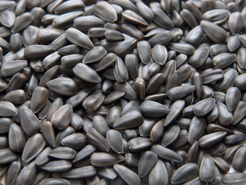 Подсолнечник(семечка) в мешках