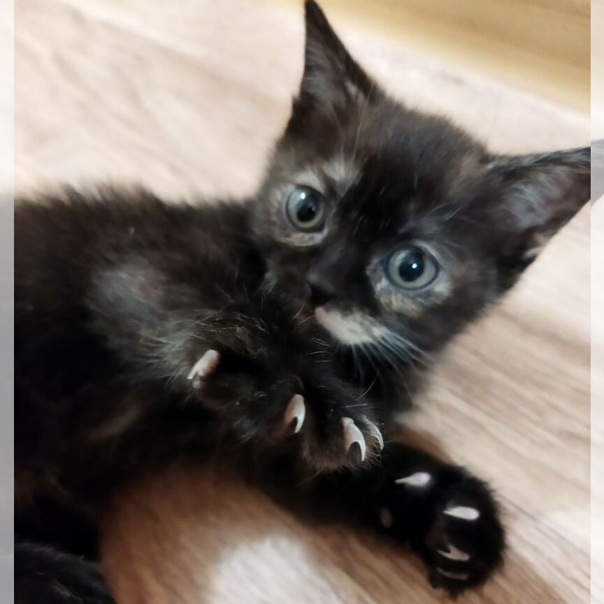 Британский короткошёрстный котёнок