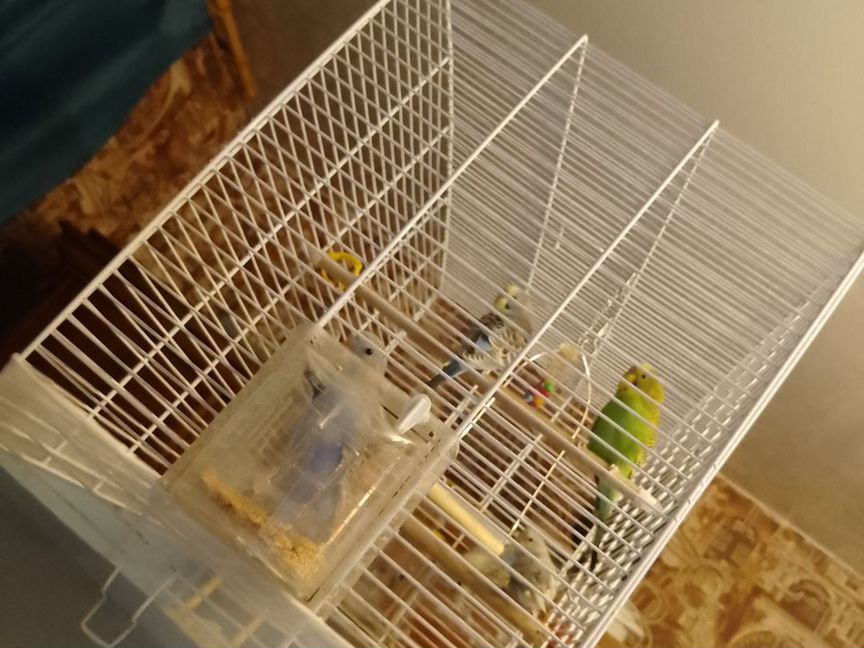 Волнистики самки