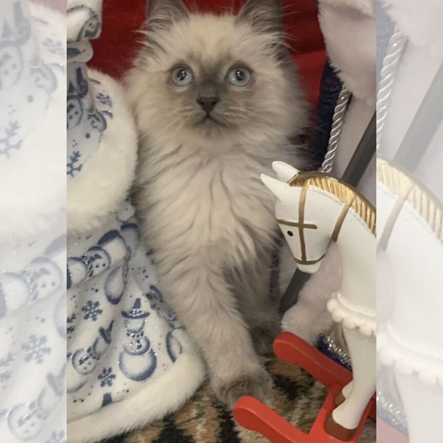 Невский маскарадный котёнок