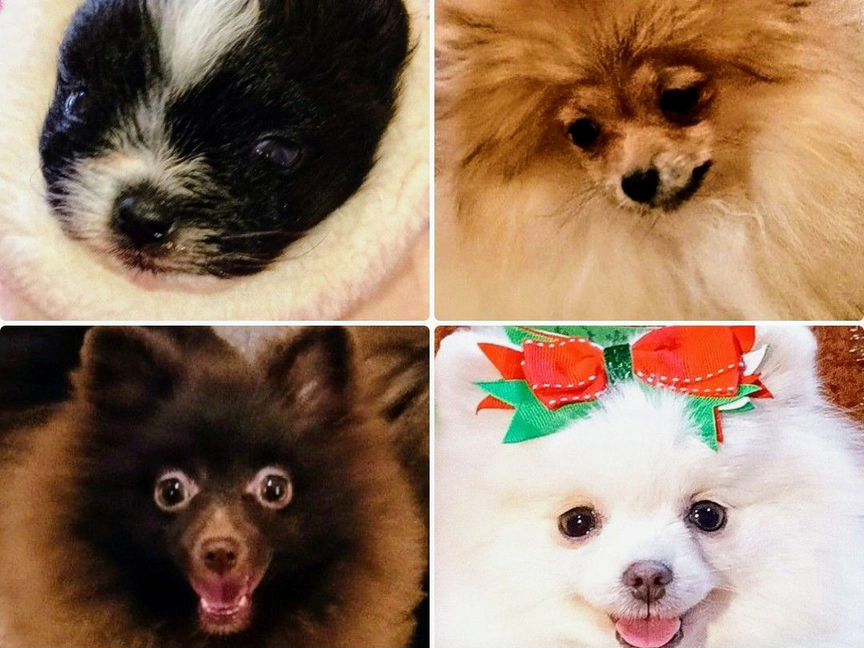 Красивые щенки шпица