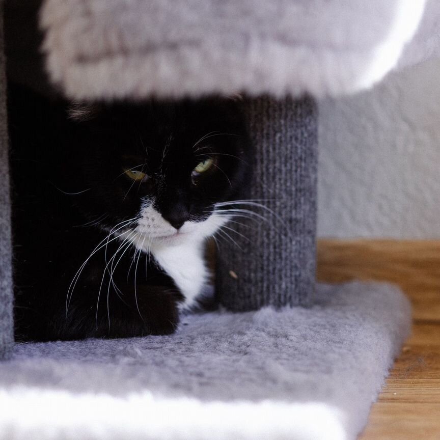 Взрослый кот в добрые руки