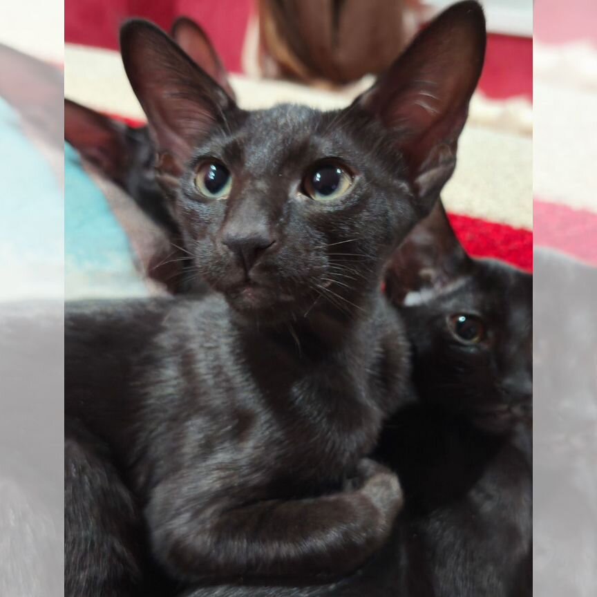 Ориентальные котики