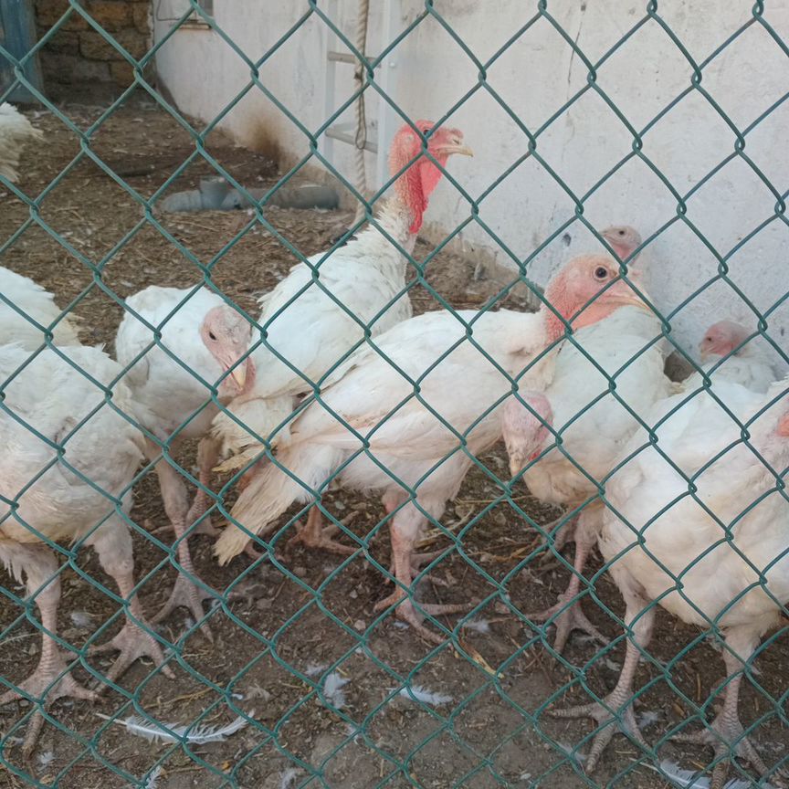 Индюки биг 6