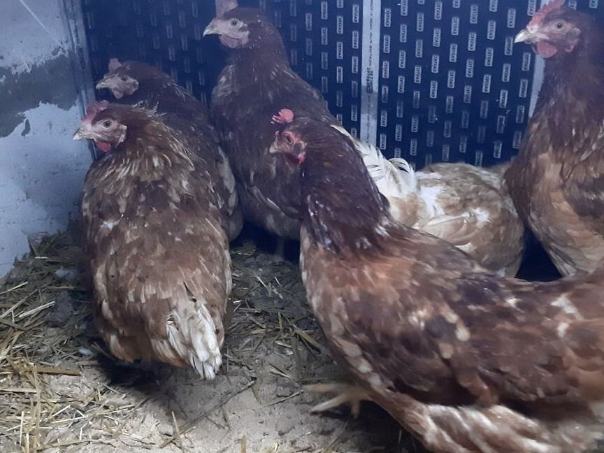 Куры несушки