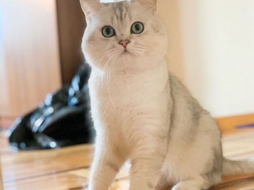 Кот на вязку серебристая шиншилла