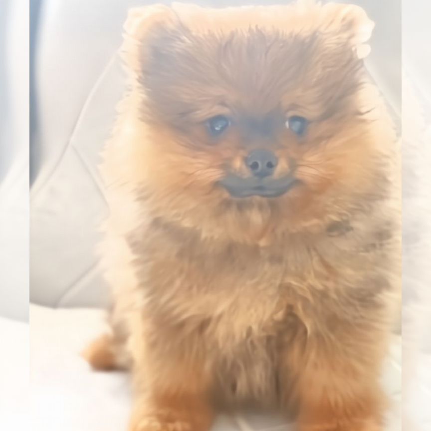 Немецкий шпиц, взрослый пёс