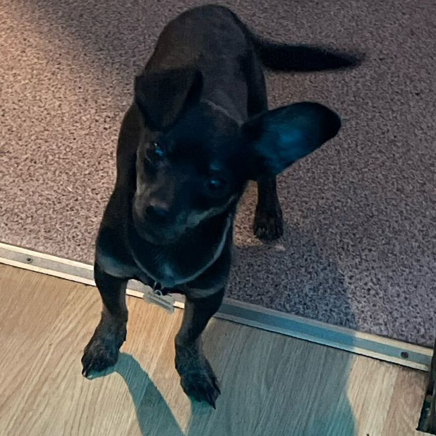 Взрослая собака в добрые руки