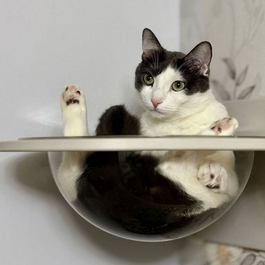 Взрослый кот в добрые руки