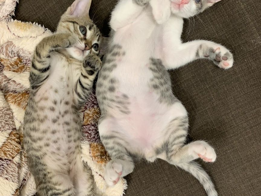 Котята (м и д) 3 мес, ходят в лоток