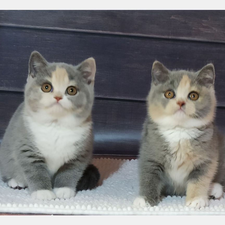 Британские девочки