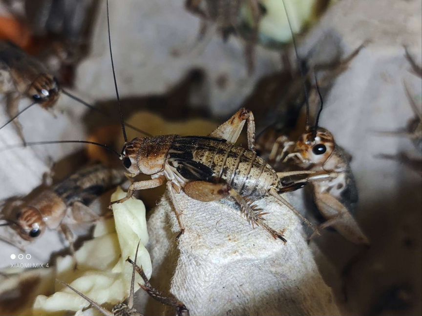 Живые кормовые насекомые