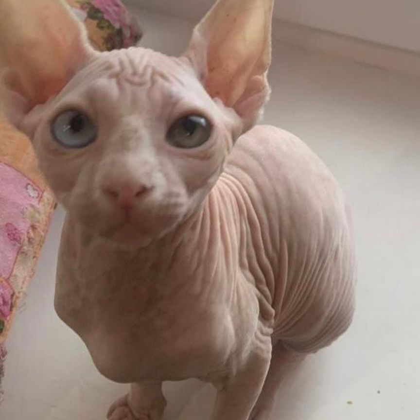 Канадский сфинкс котёнок