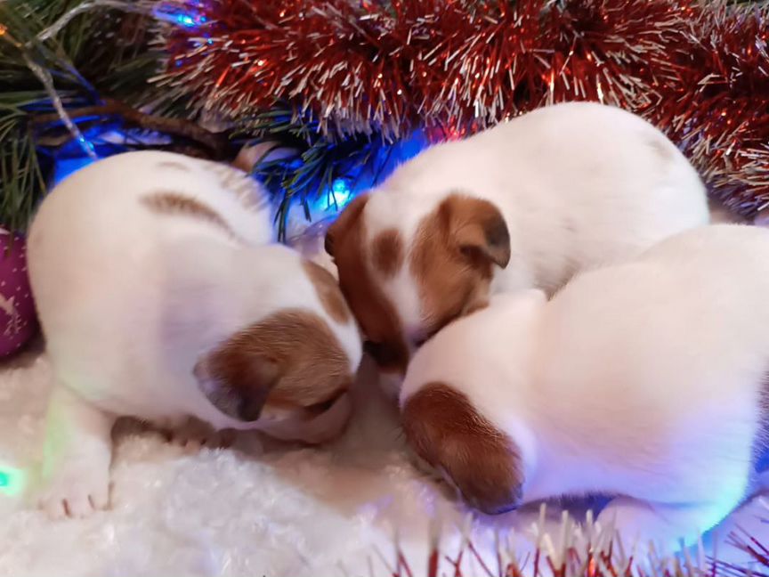 Щенки джек рассел терьер