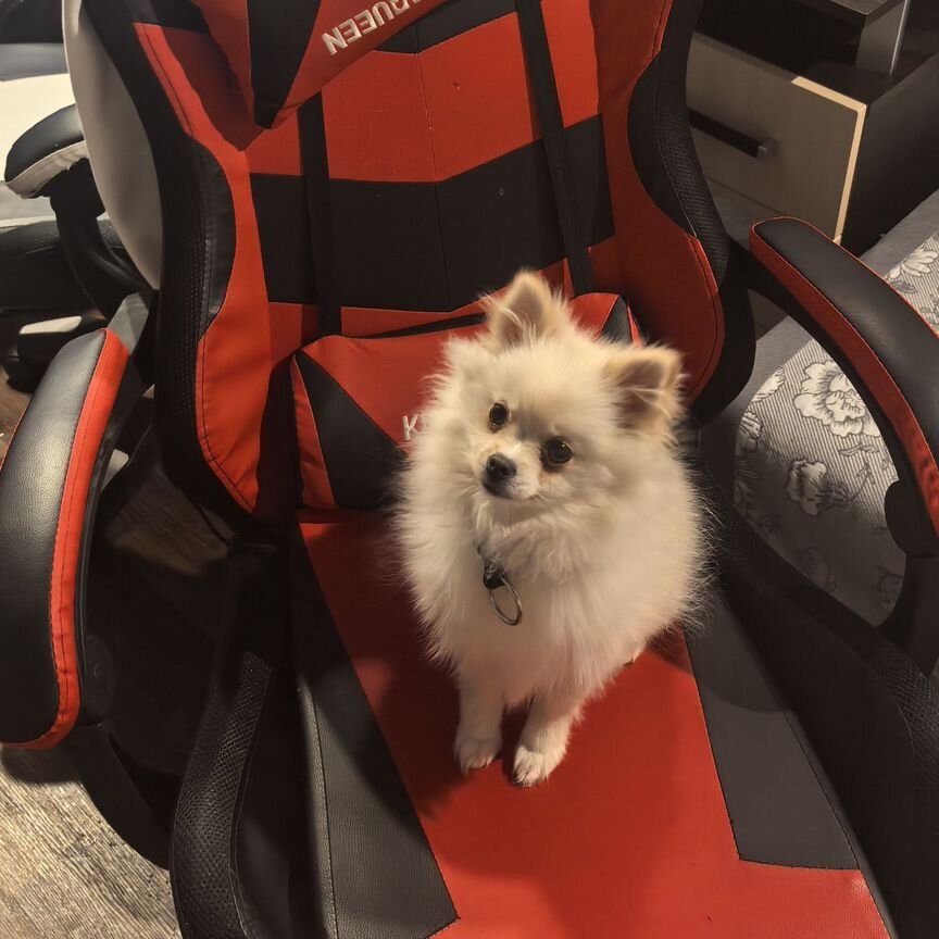 Белый померанский шпиц щенок