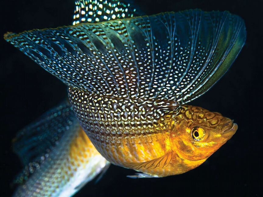 Велифера мокрый асфальт, снежинка