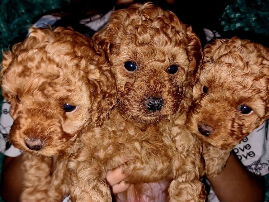 Той-пудель мини