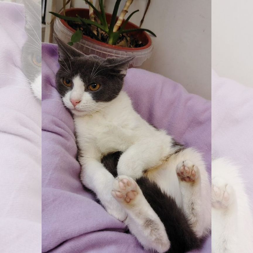 Кот Никифор в добрые руки