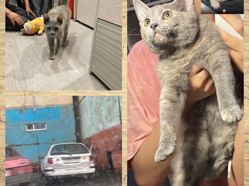 Кошечка найденыш