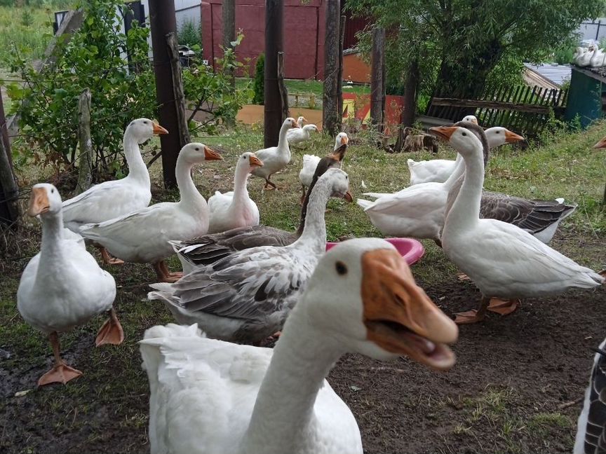Продаем Гусей