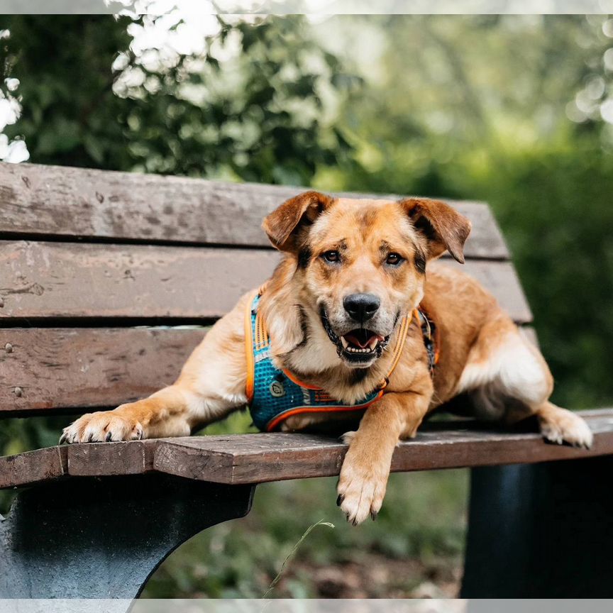 Взрослый пёс в добрые руки