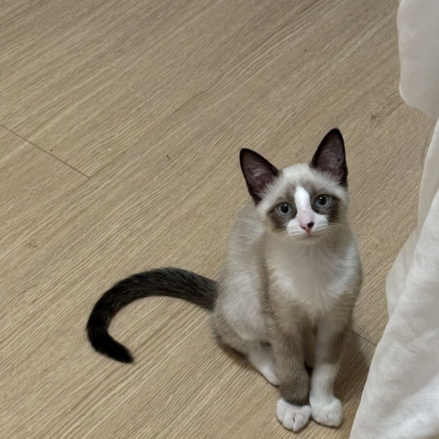 Отдаем котенка в добрые руки