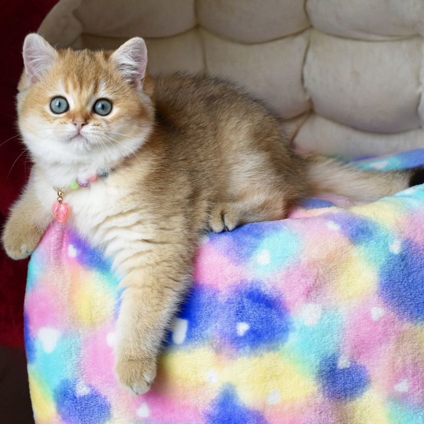 Британский короткошёрстный котёнок