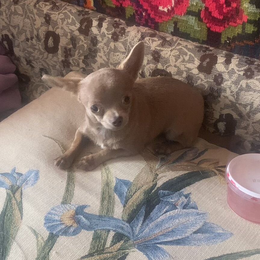 Чихуахуа девочка карманная