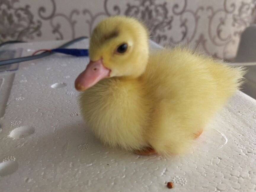 Индоутята суточные