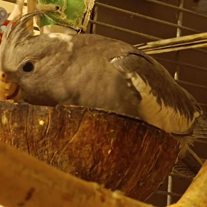 Попугай корелла птенец