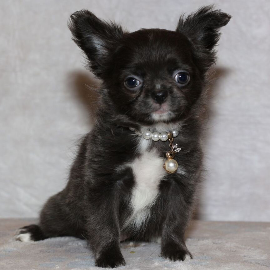 Чихуахуа, щенок