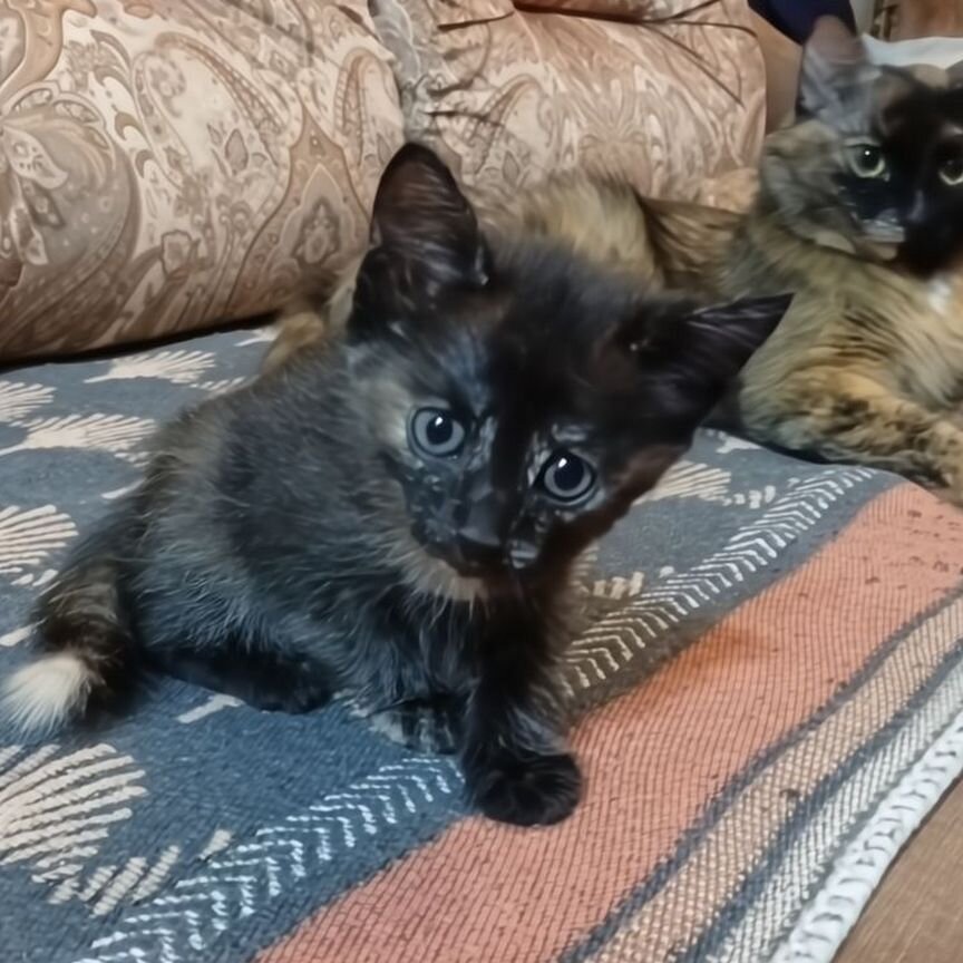 Сибирский котёнок