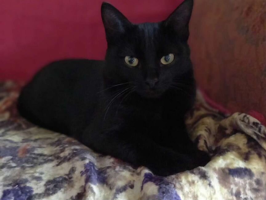 Отдаю в добрые и заботливые руки двух кошечек