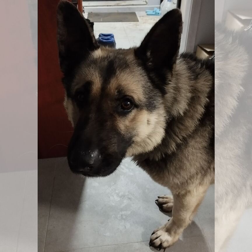 Восточноевропейская овчарка, взрослый пёс