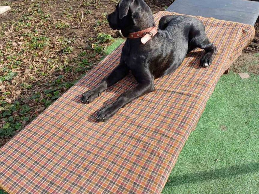 Отдам кота в добрые руки